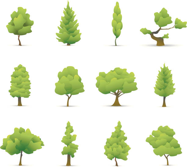 Baumkrone Stock-Vektoren und -Grafiken - iStock Baumkrone Stock-Vektoren und -Grafiken - iStock