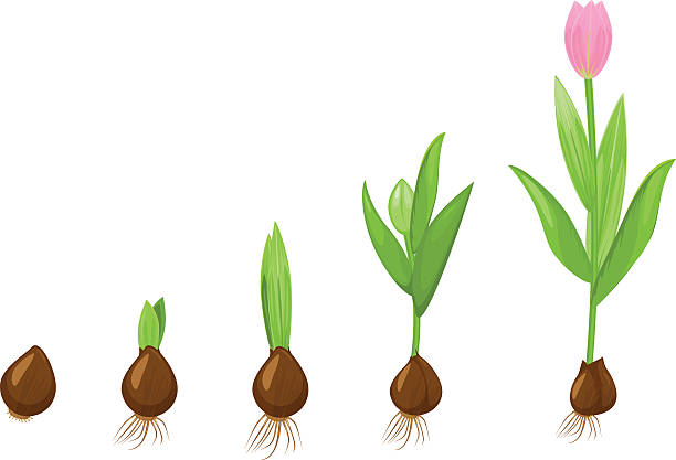 Tulip Growth Stages Tulip Growth Stages