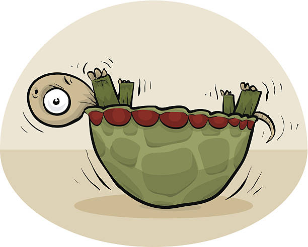 Upside Down Turtle stock vectors - iStock Upside Down Turtle stock vectors - iStock