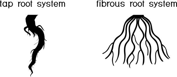 Fibrous Root Illustrations, Royalty-Free Vector Graphics & Clip Art ... Fibrous Root Illustrations, Royalty-Free Vector Graphics & Clip Art ...