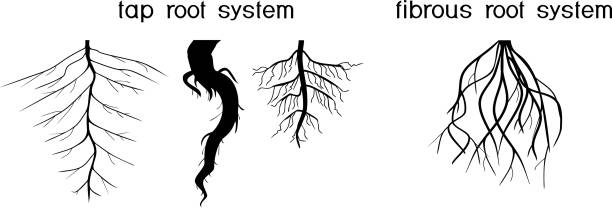 Fibrous Root Illustrations, Royalty-Free Vector Graphics & Clip Art ... Fibrous Root Illustrations, Royalty-Free Vector Graphics & Clip Art ...