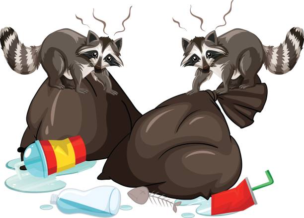 Raccoon Trash Illustrations, Royalty-Free Vector Graphics & Clip Art ... Raccoon Trash Illustrations, Royalty-Free Vector Graphics & Clip Art ...