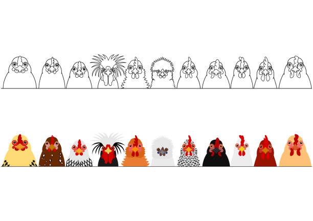 Silkie Chicken Illustrations, Royalty-Free Vector Graphics & Clip Art ... Silkie Chicken Illustrations, Royalty-Free Vector Graphics & Clip Art ...