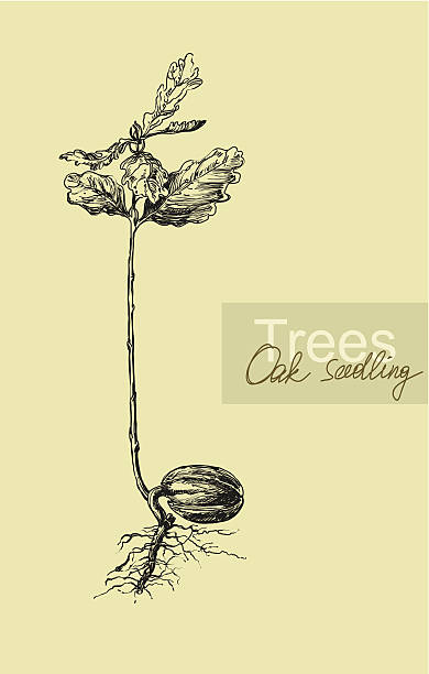 Sapling Illustrations, Royalty-Free Vector Graphics & Clip Art - iStock Sapling Illustrations, Royalty-Free Vector Graphics & Clip Art - iStock