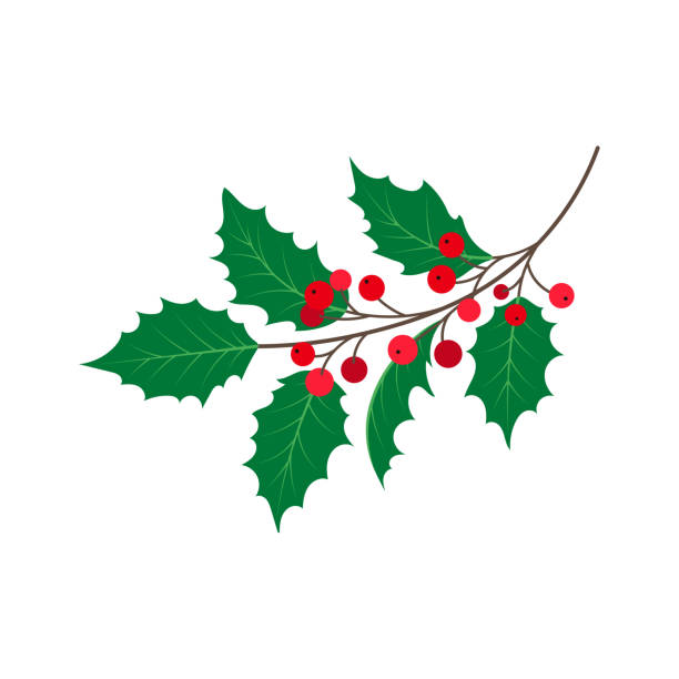 Best Holly Sprig Cartoon Illustrations, Royalty-Free Vector Graphics ... Best Holly Sprig Cartoon Illustrations, Royalty-Free Vector Graphics ...