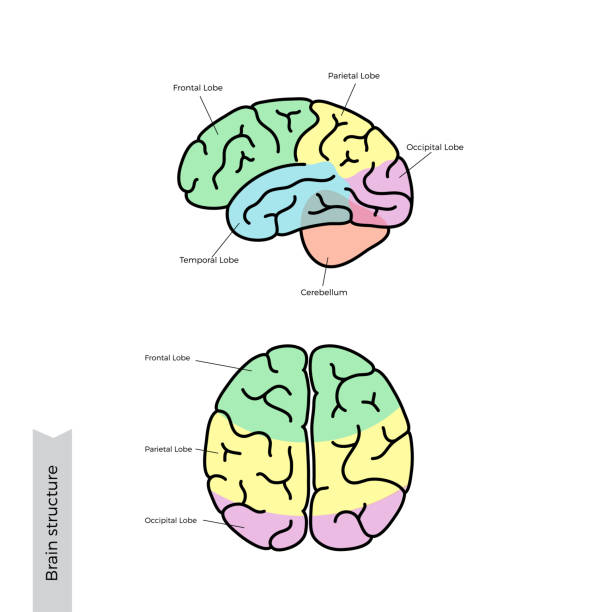Best Parietal Lobe Illustrations, Royalty-Free Vector Graphics & Clip ... Best Parietal Lobe Illustrations, Royalty-Free Vector Graphics & Clip ...