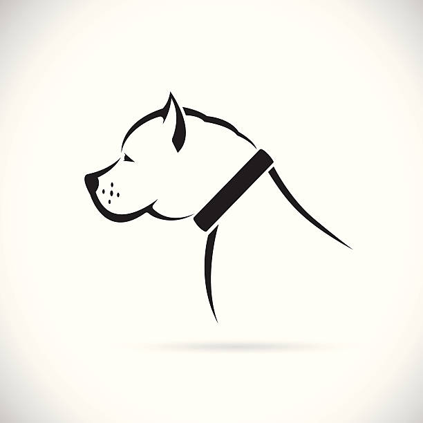 Pitbull Pulling Illustrations, Royalty-Free Vector Graphics & Clip Art ... Pitbull Pulling Illustrations, Royalty-Free Vector Graphics & Clip Art ...
