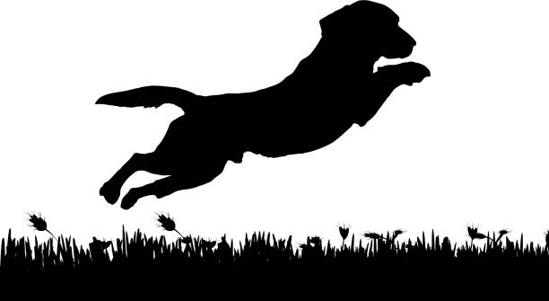 Best Dog Jumping Illustrations, Royalty-Free Vector Graphics & Clip Art ... Best Dog Jumping Illustrations, Royalty-Free Vector Graphics & Clip Art ...