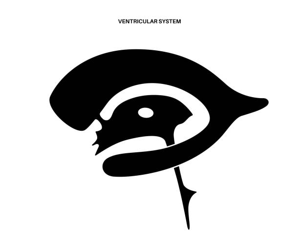 Lateral Eye Illustrations, Royalty-Free Vector Graphics & Clip Art - iStock Lateral Eye Illustrations, Royalty-Free Vector Graphics & Clip Art - iStock