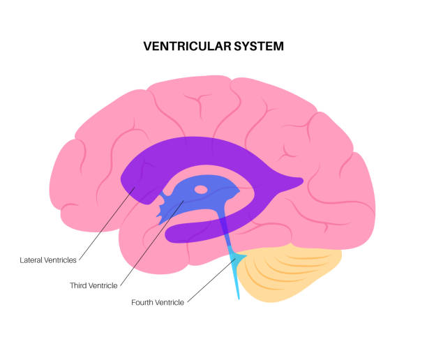 Lateral Eye Illustrations, Royalty-Free Vector Graphics & Clip Art - iStock Lateral Eye Illustrations, Royalty-Free Vector Graphics & Clip Art - iStock