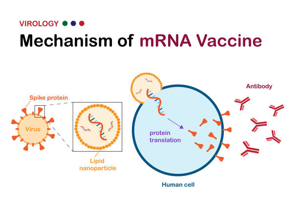 Viral Rna stock vectors - iStock Viral Rna stock vectors - iStock