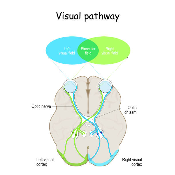 Neural Pathways stock vectors - iStock Neural Pathways stock vectors - iStock