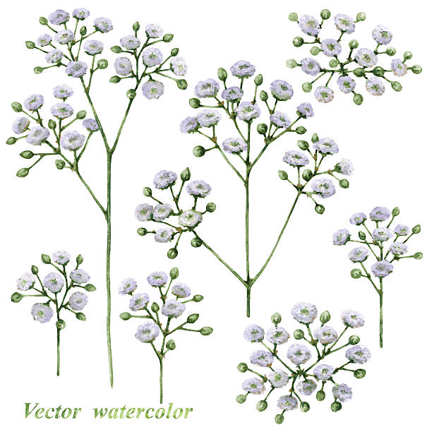Babys Breath Illustrations, Royalty-Free Vector Graphics & Clip Art ... Babys Breath Illustrations, Royalty-Free Vector Graphics & Clip Art ...